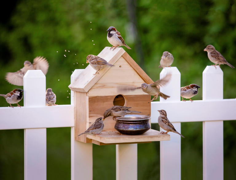 March Maintenance: A Guide to Cleaning Out Your Bird Houses