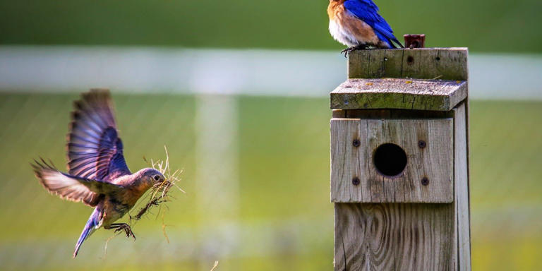 March Maintenance: A Guide to Cleaning Out Your Bird Houses