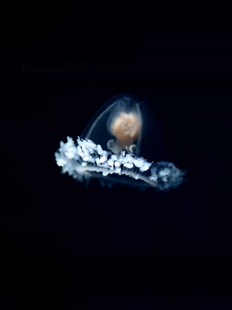 Mesmerizing jellyfish that look like they're from outer space