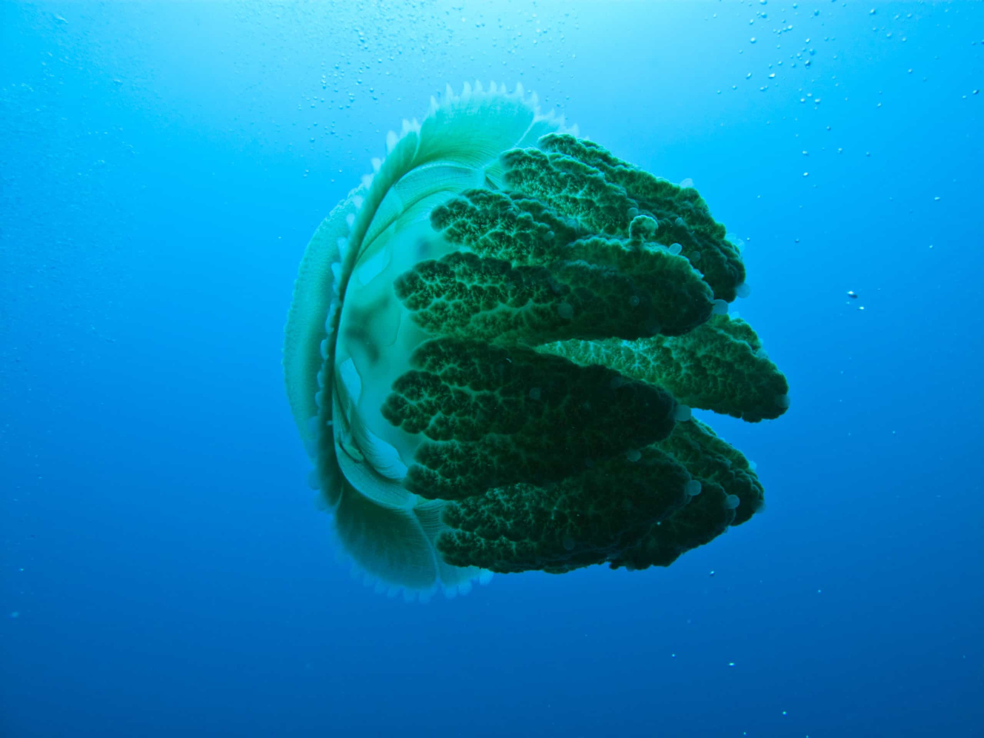 Mesmerizing jellyfish that look like they're from outer space