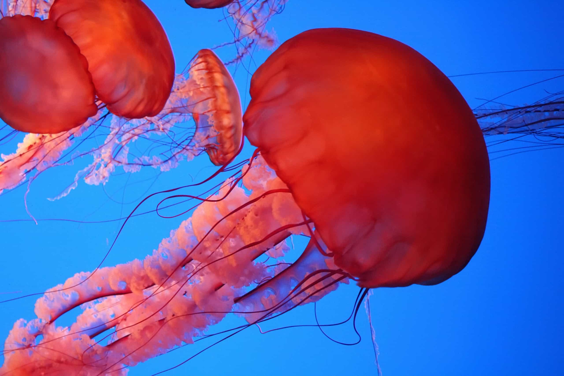 Mesmerizing jellyfish that look like they're from outer space
