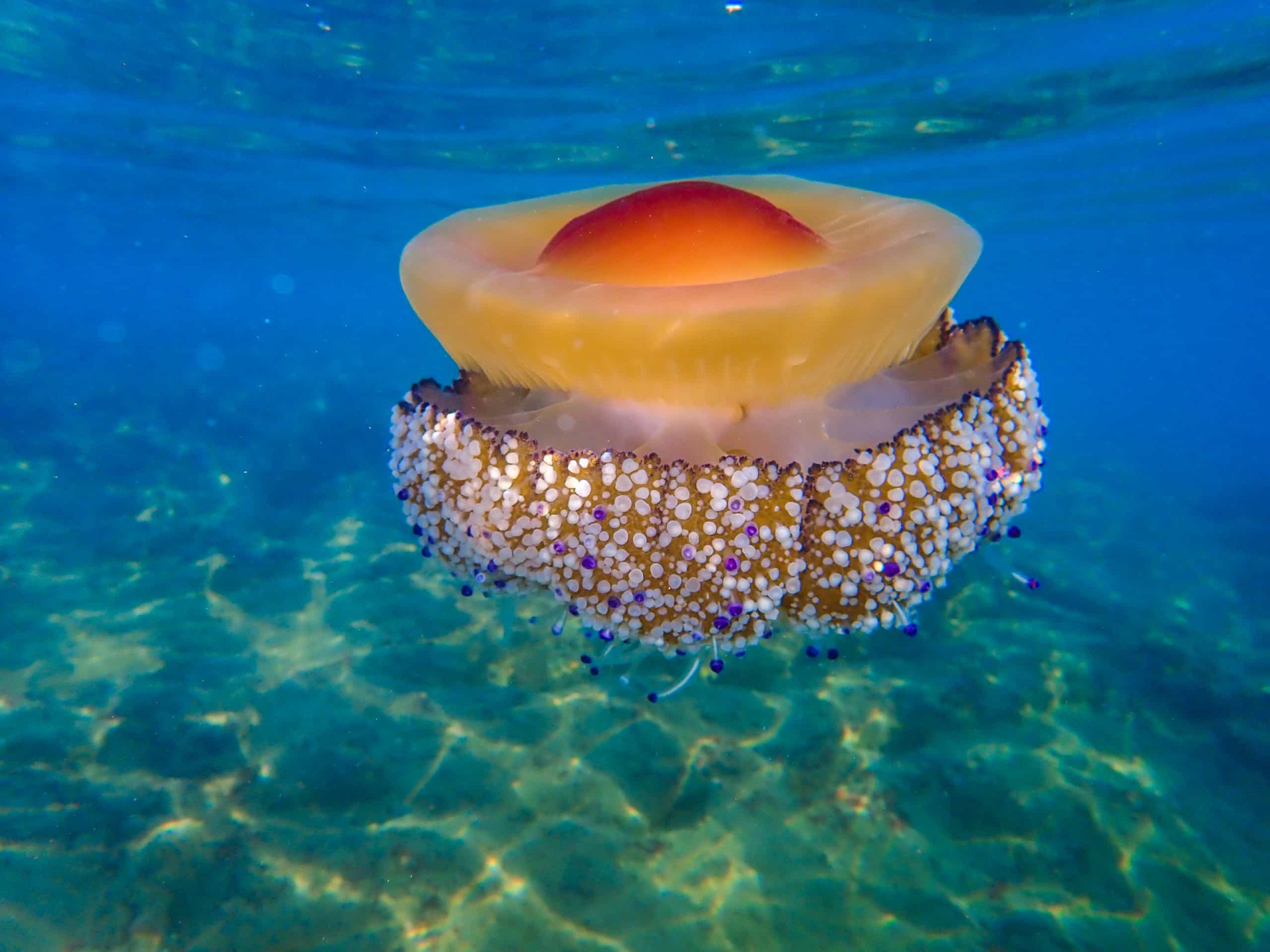 Mesmerizing jellyfish that look like they're from outer space