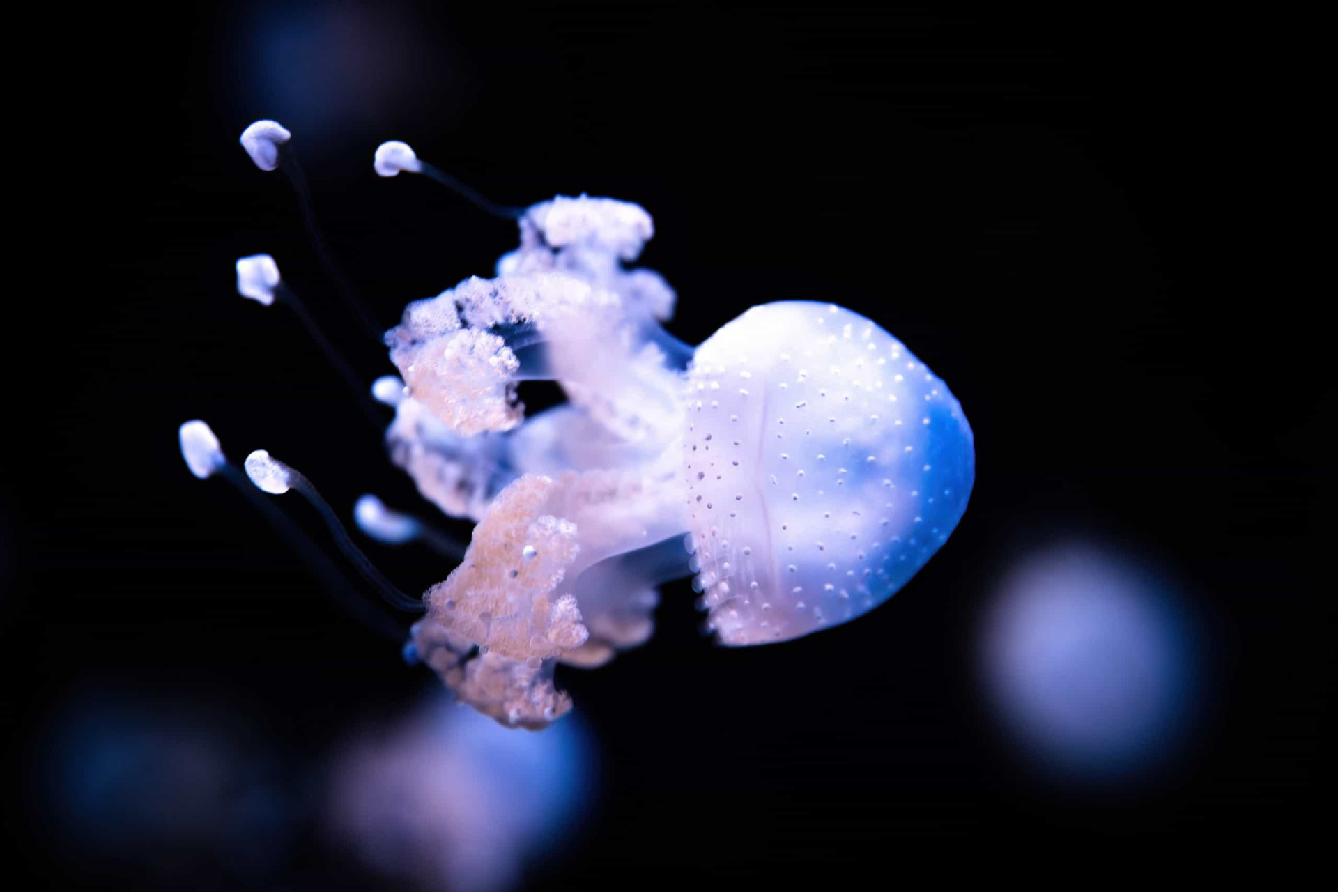 Mesmerizing jellyfish that look like they're from outer space