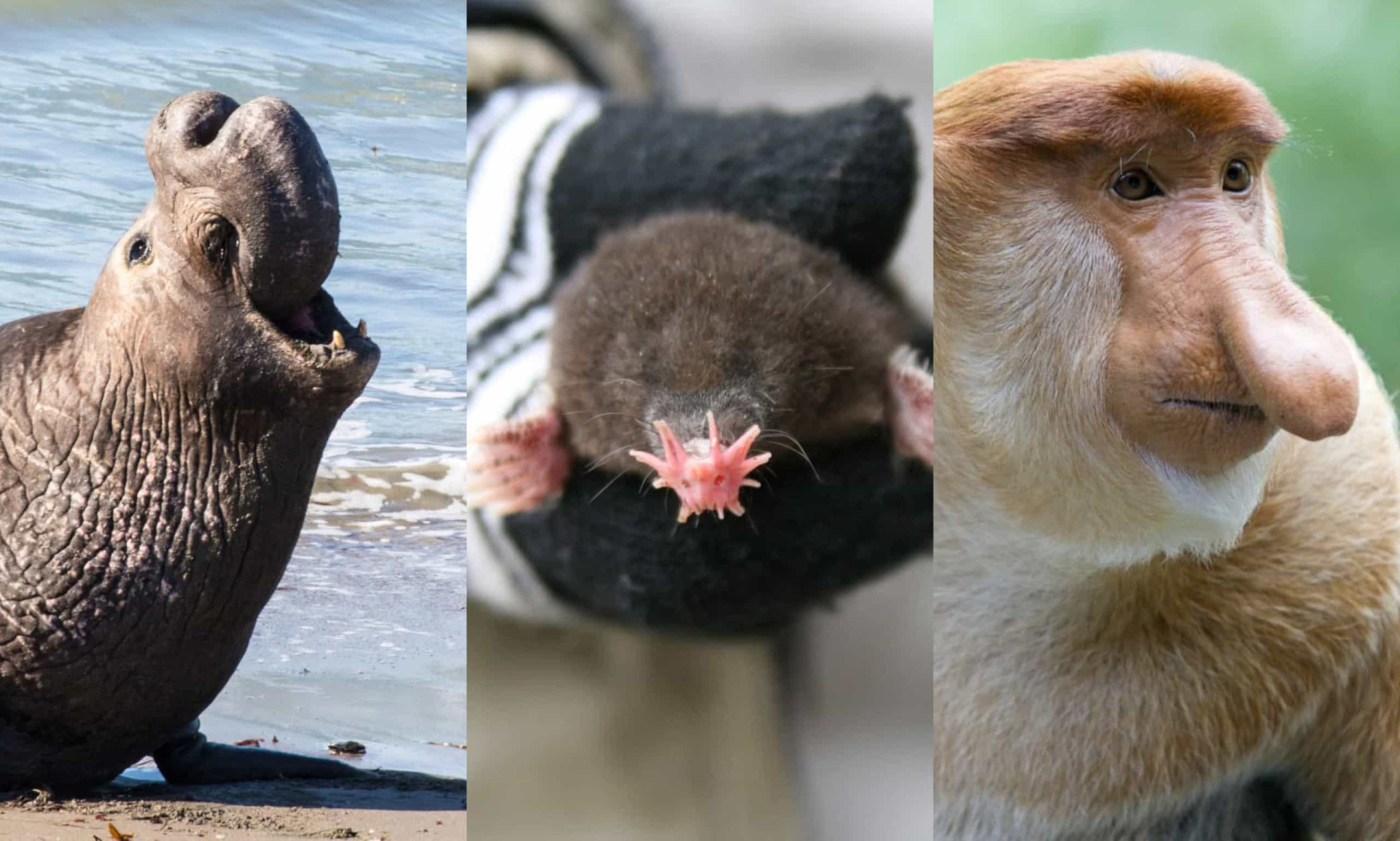 Les Pays Les Plus Dangereux Au Monde Pronunciation Guide