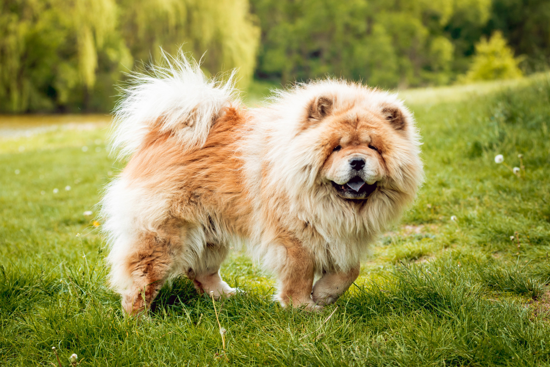 These are the hardest dog breeds to train