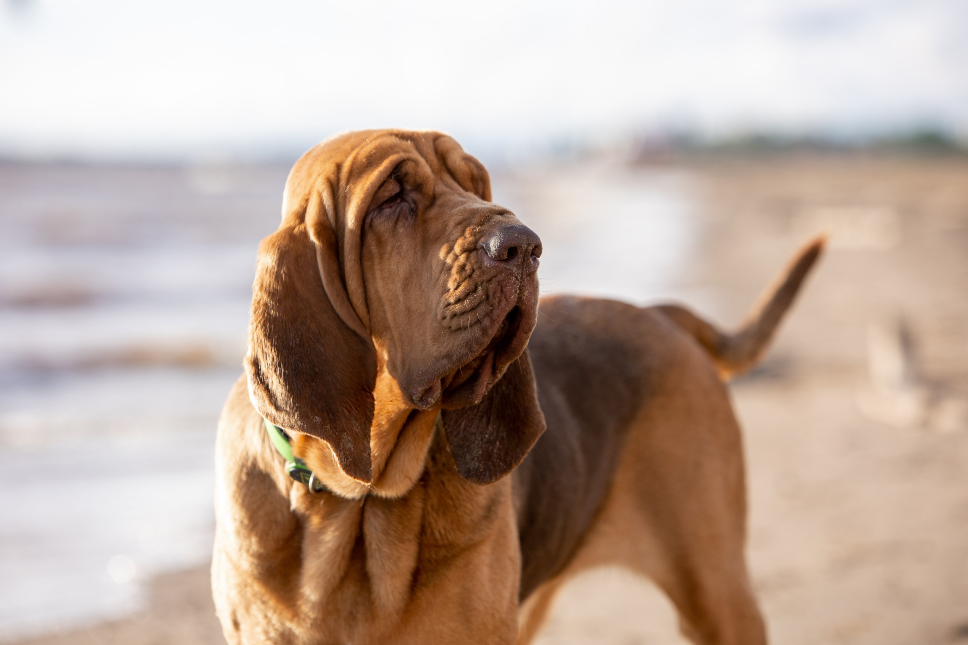These are the hardest dog breeds to train