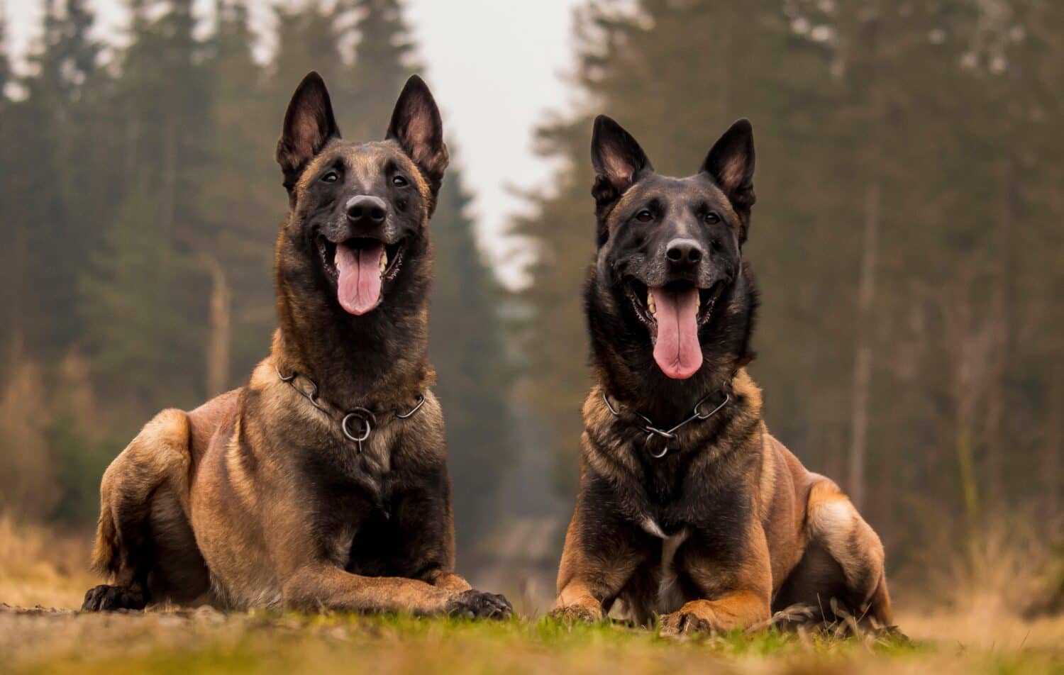 Belgian Malinois – The Perfect Guard Dog?