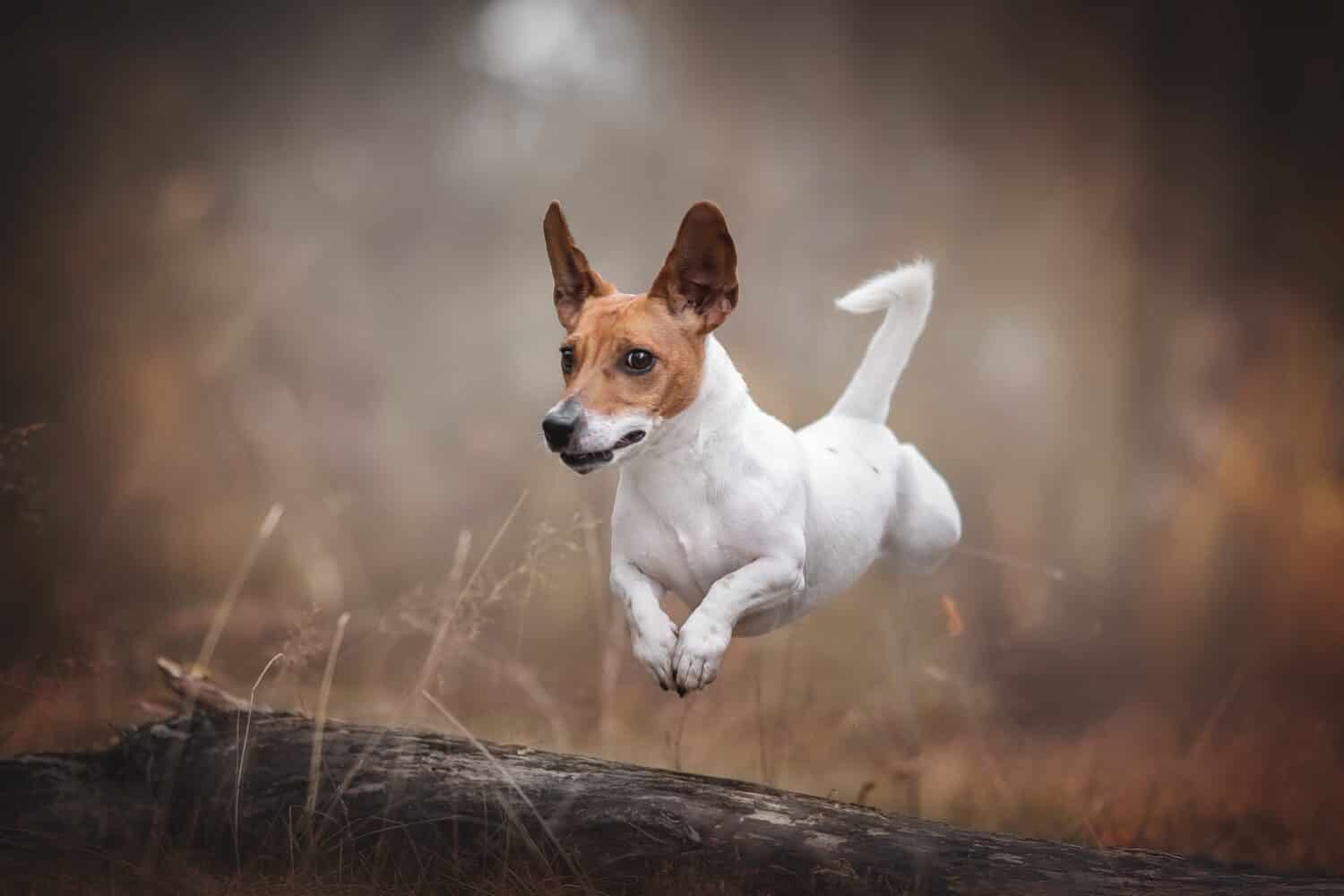 The 10 Highest Jumping Dog Breeds