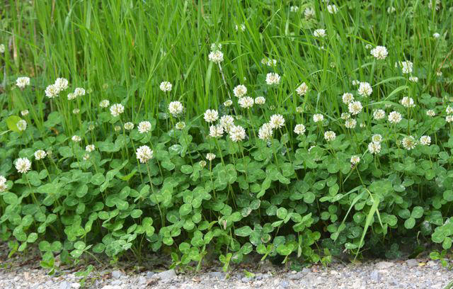 The 9 Best Companion Plants For Peppers