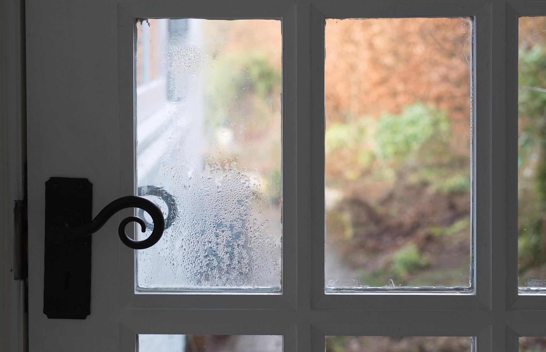 12 common types of household mould – and how to remove them