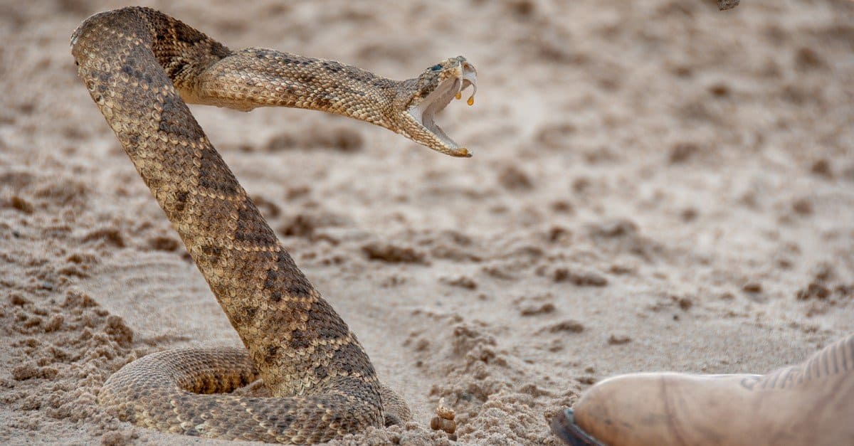 11 Animals that Hunt Rattlesnakes
