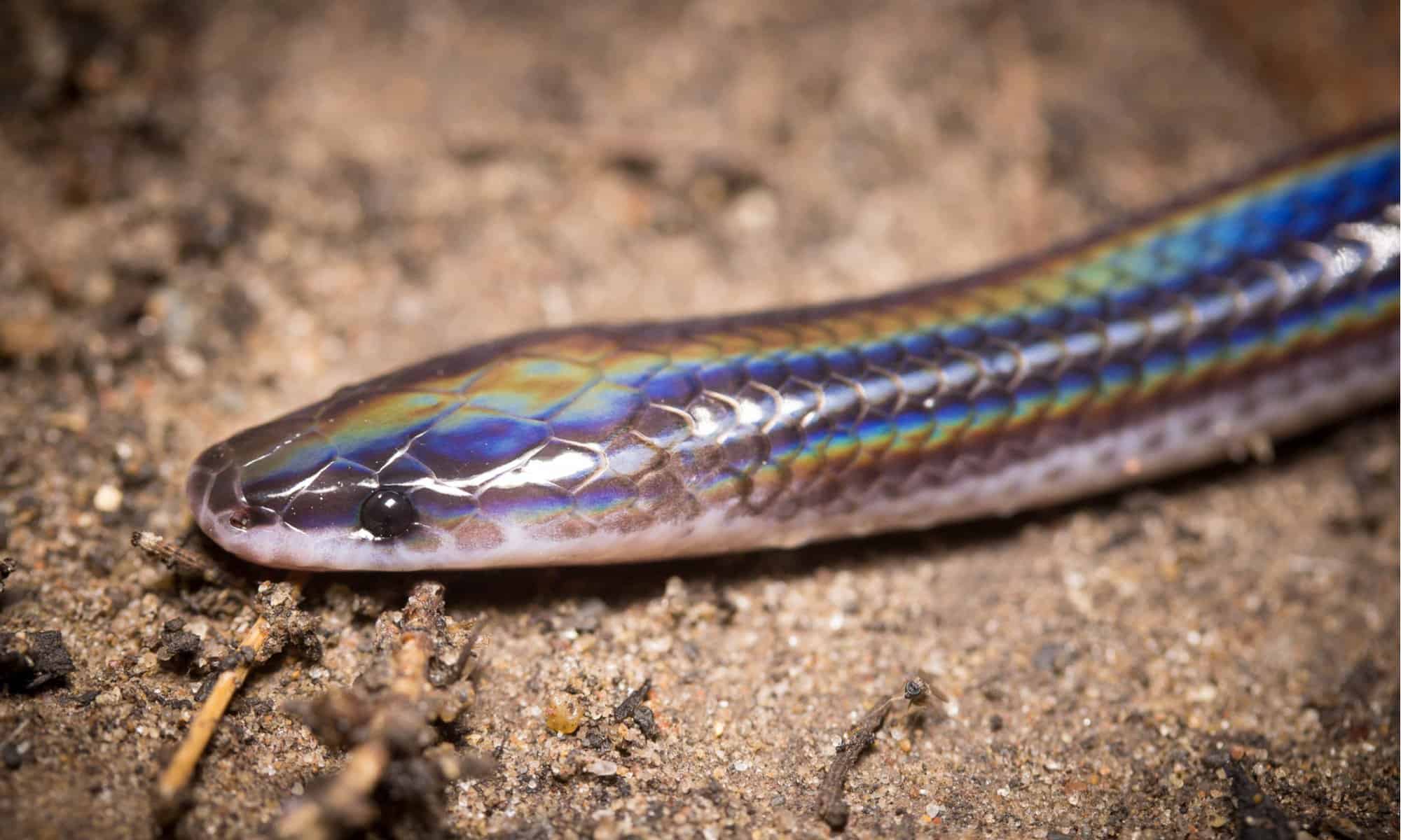 10 Most Beautiful Snakes In The World