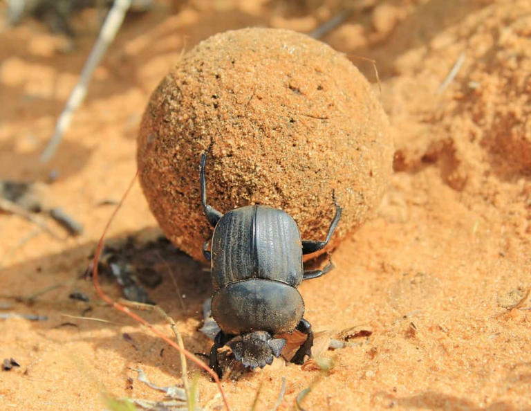 67% fewer dung beetles: The quiet cost of losing elephants