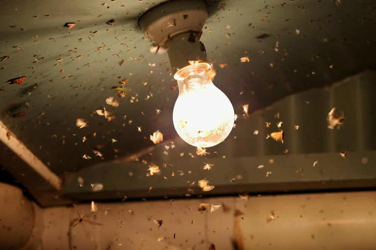 The great freeze: Why your LED streetlight is holding moths hostage