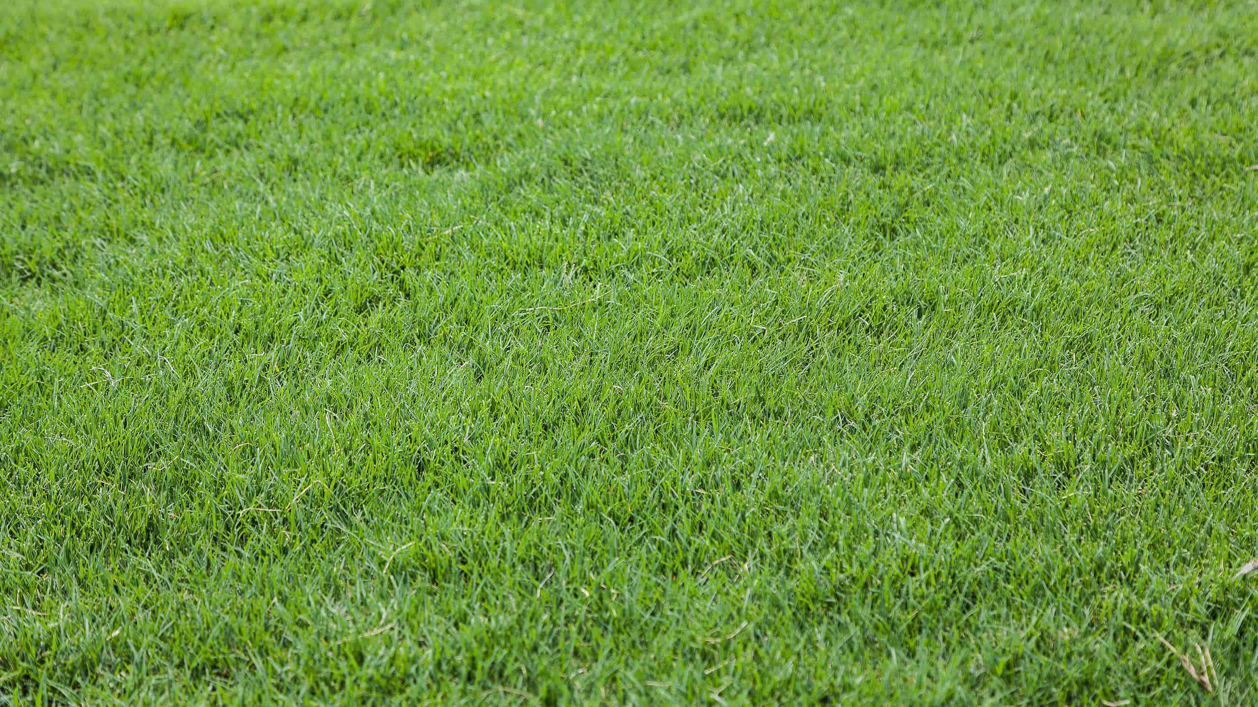 Bermuda Grass vs. Fescue: 14 Key Differences Bermuda Grass vs. Fescue: 14 Key Differences