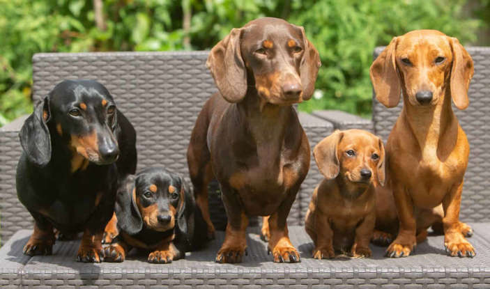 Dachshund Progression: Growth Chart, Milestones, and Training Tips Dachshund Progression: Growth Chart, Milestones, and Training Tips