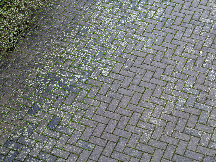 Flechten entfernen: Experten schwören auf dieses Hausmittel! Flechten entfernen: Experten schwören auf dieses Hausmittel!