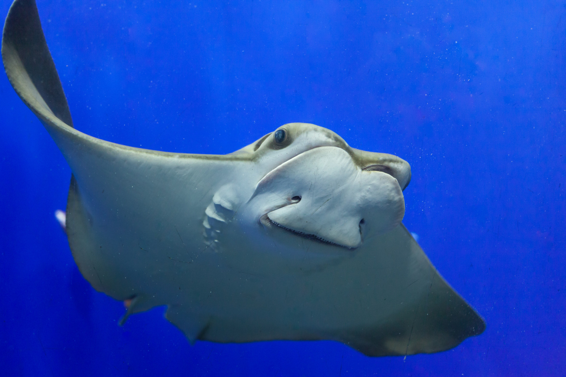 These animals can produce a baby without mating