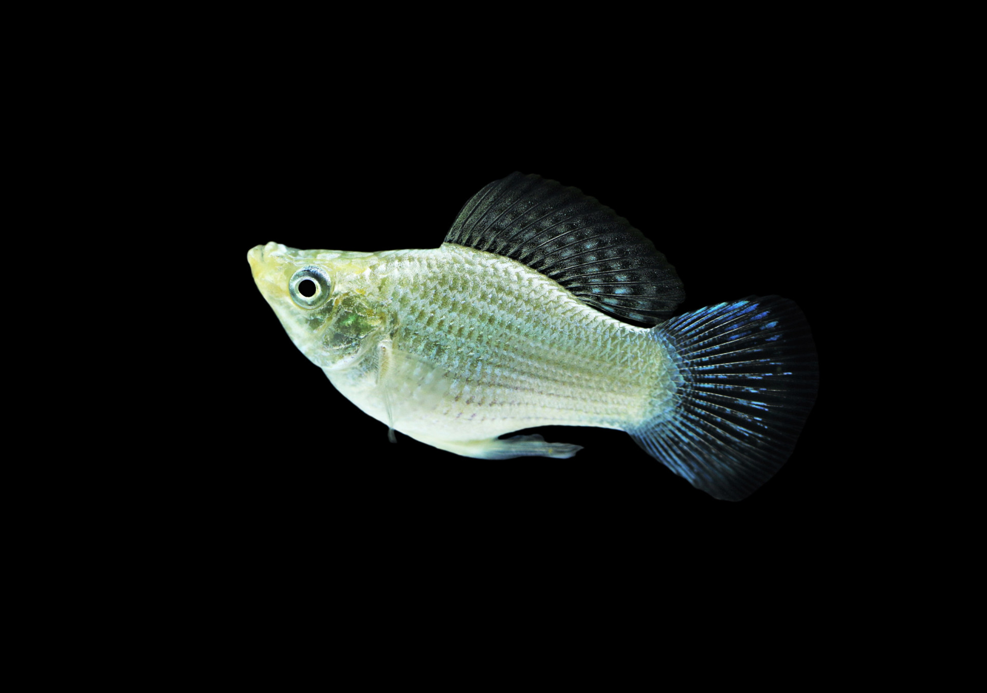 These animals can produce a baby without mating