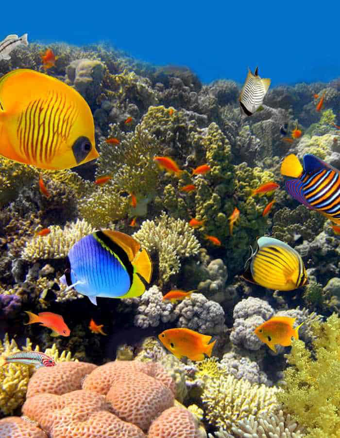 Going Diving in Cozumel? These Are the Best Reefs