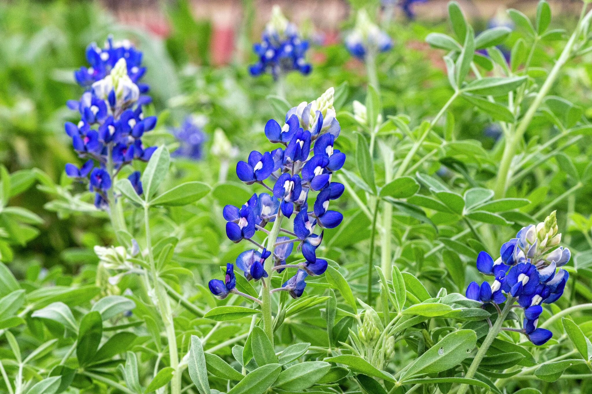 Bluebonnets in bloom along Big Bend's River Road, Texas Parks and ...