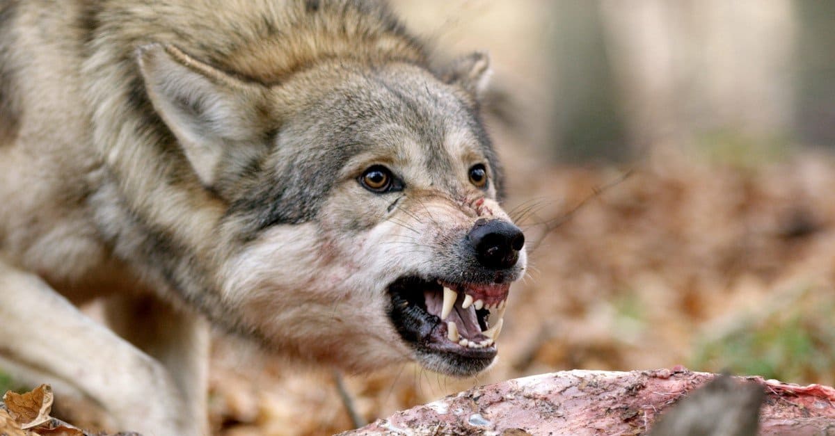 The 9 Dog Breeds With the Highest Prey Drive