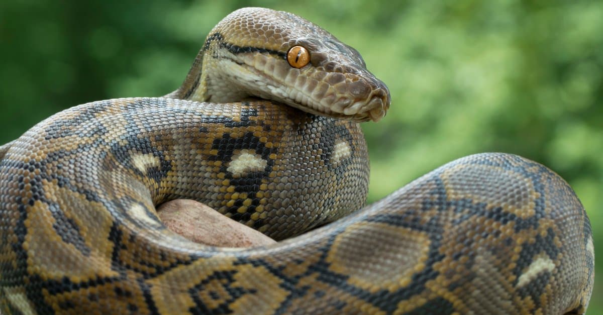 This Snake Species Can Grow Longer Than a Bus