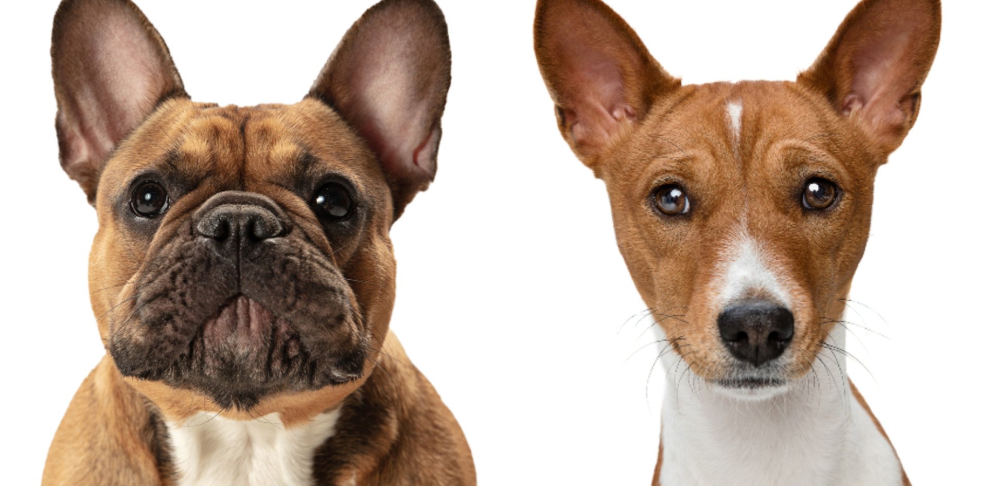 Hvor gammel kan hunden din egentlig bli?