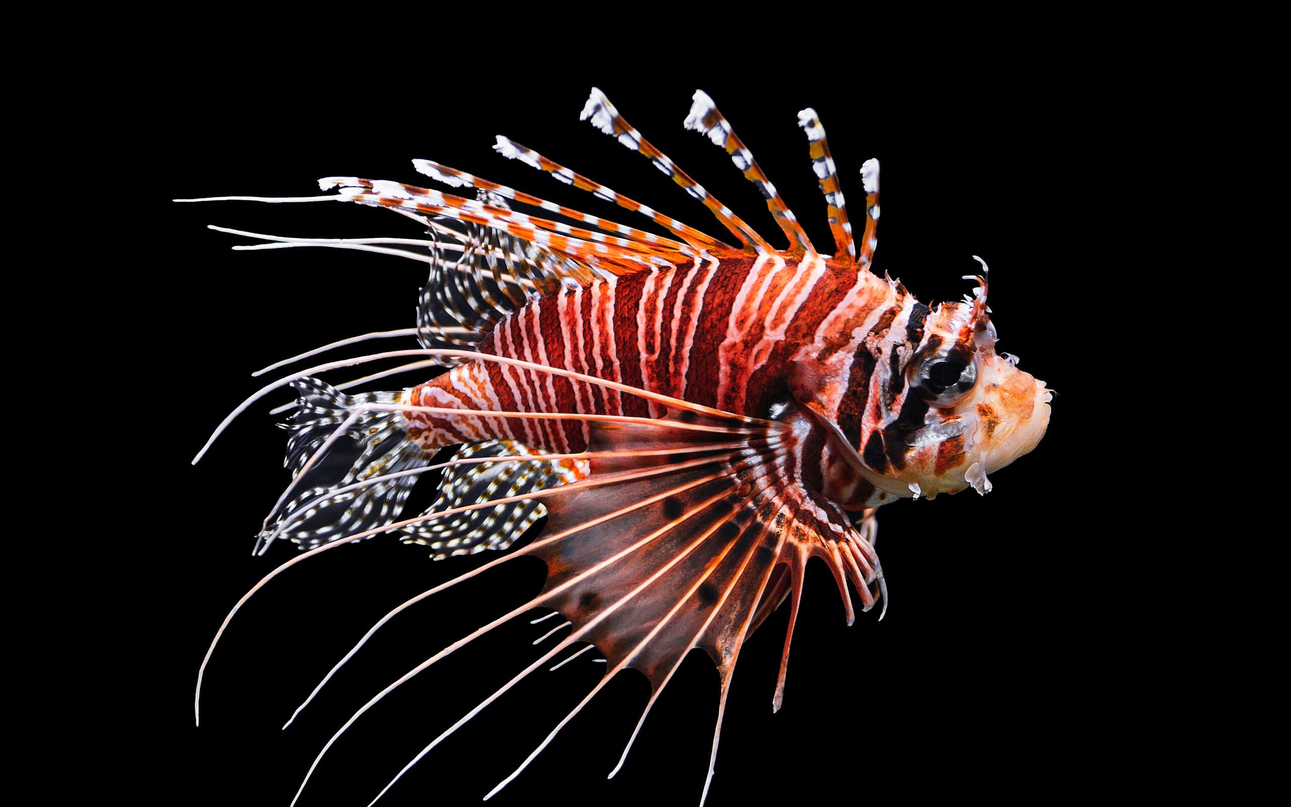 These Are the Deadliest Fish Swimming in the Ocean Today