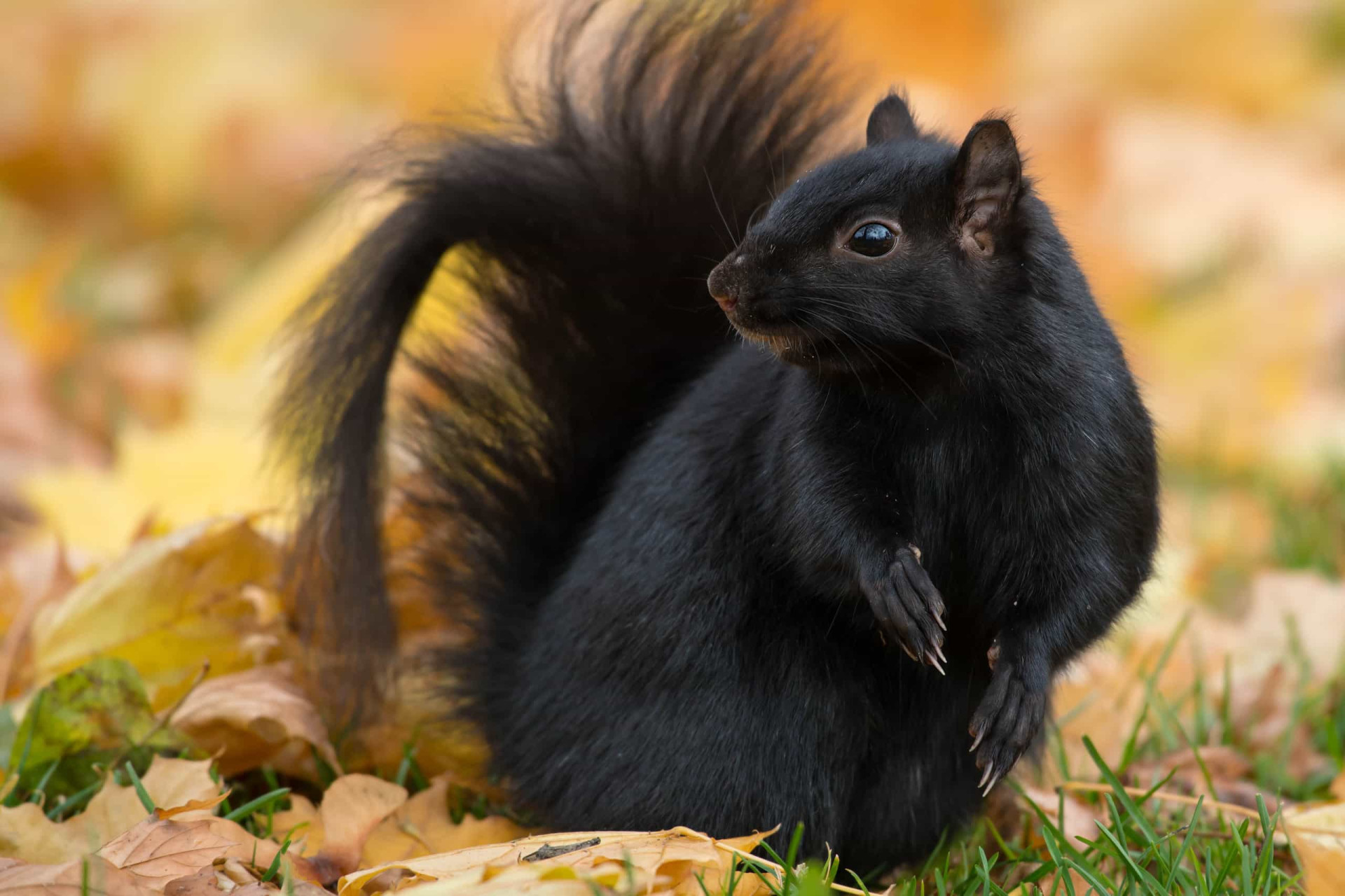 Feelin’ squirrely: Nutty facts about these adorable creatures