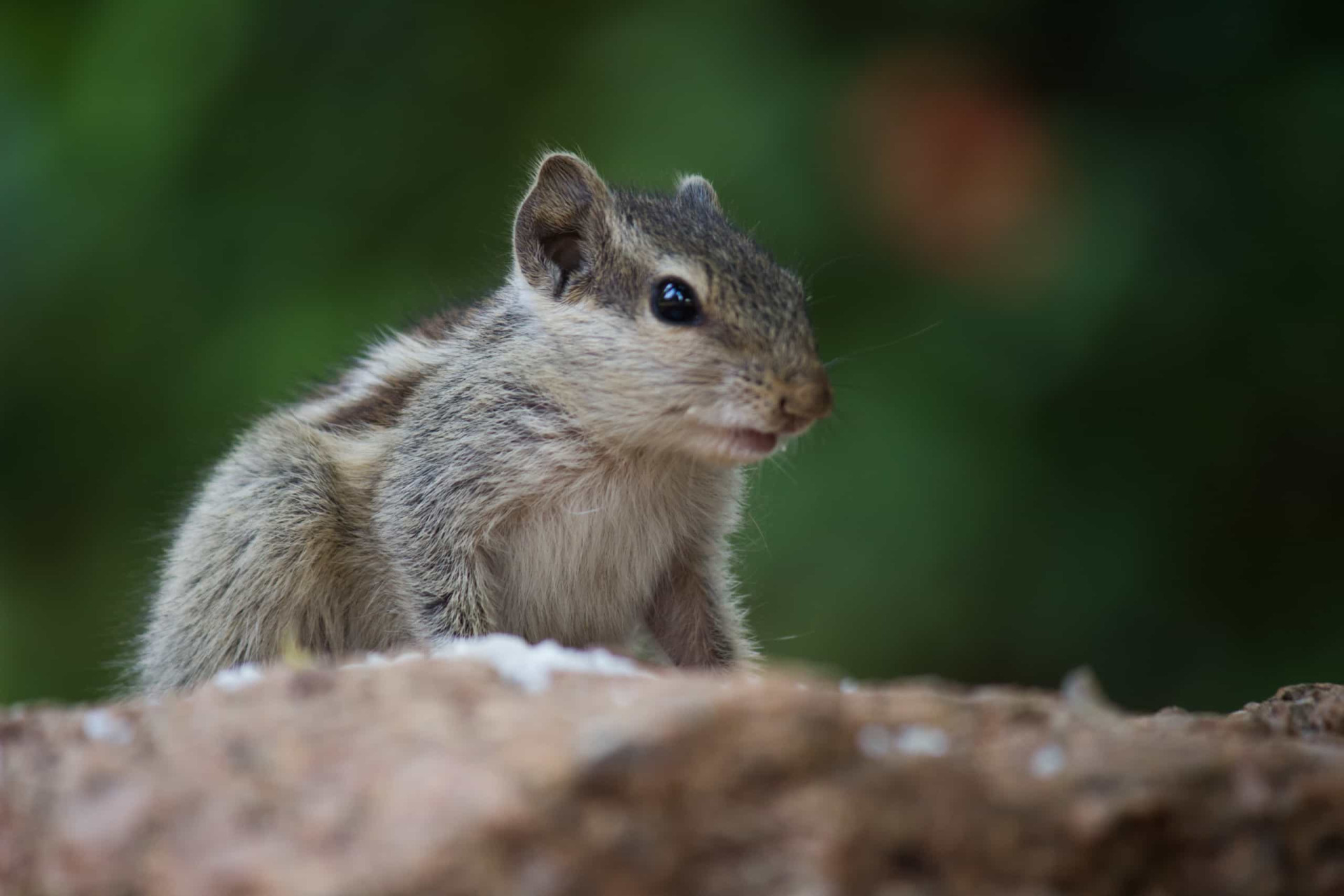 Feelin’ squirrely: Nutty facts about these adorable creatures