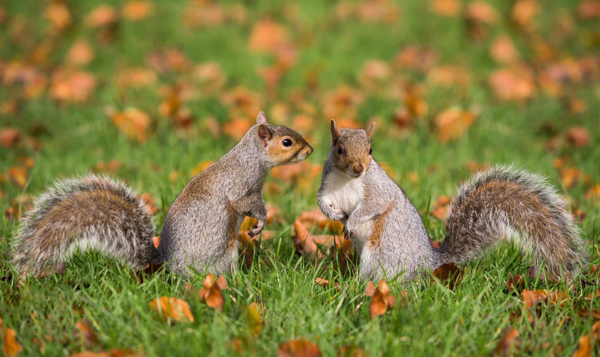 Feelin’ squirrely: Nutty facts about these adorable creatures
