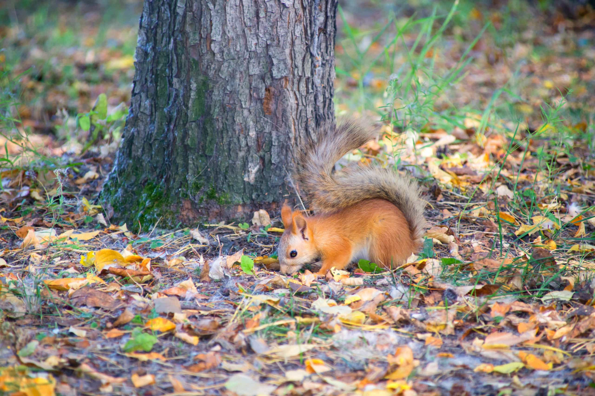 Feelin’ squirrely: Nutty facts about these adorable creatures