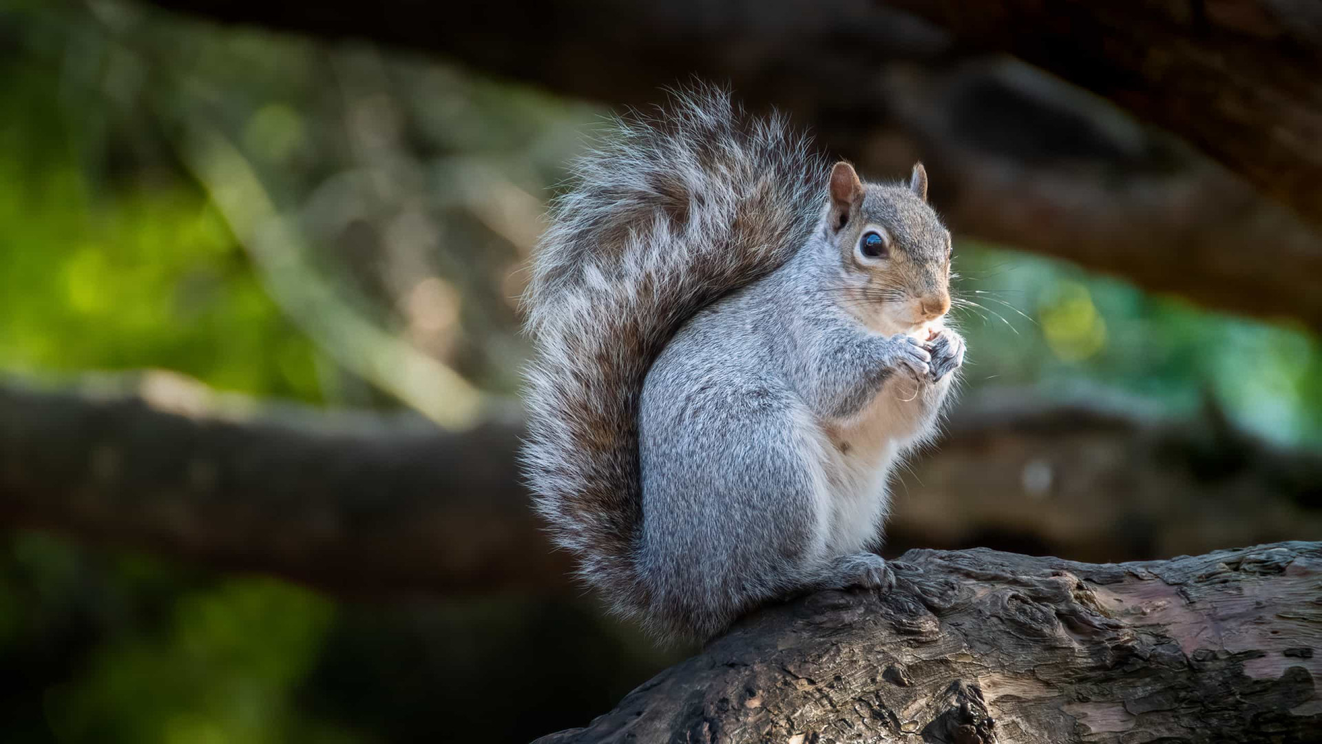 Feelin’ squirrely: Nutty facts about these adorable creatures