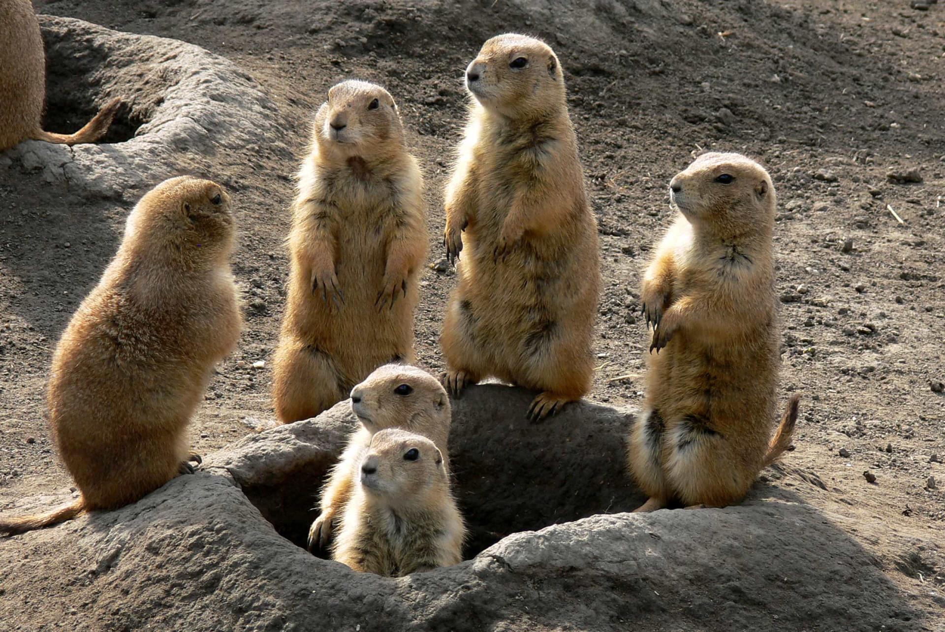 Feelin’ squirrely: Nutty facts about these adorable creatures