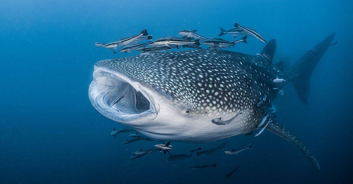 This Giant Fish Officially Weighed as Much as a Bombardier Airplane