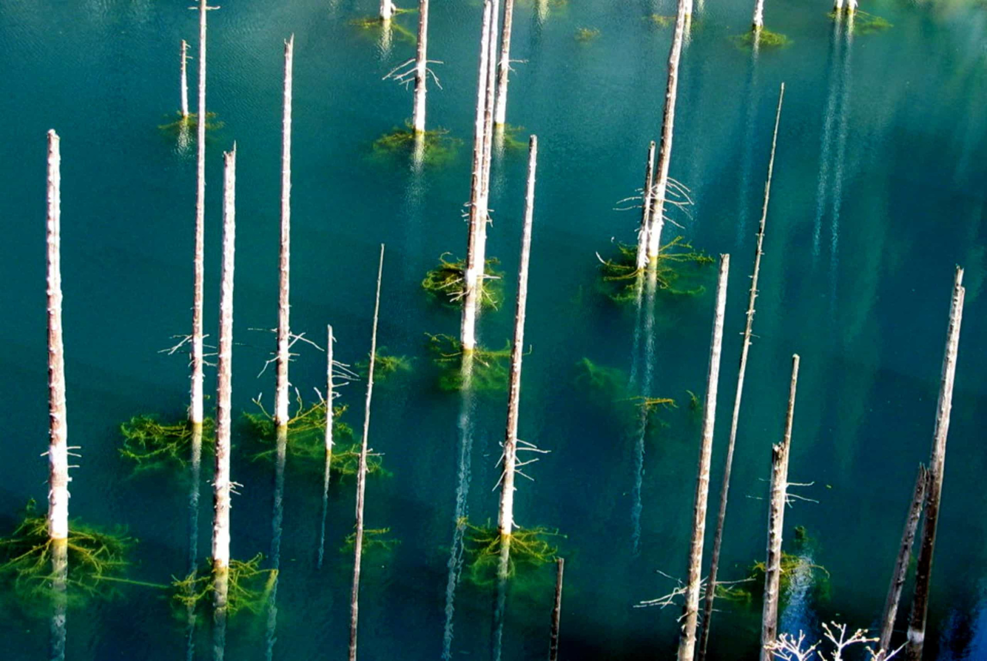 The amazing sunken forest that was created after an earthquake