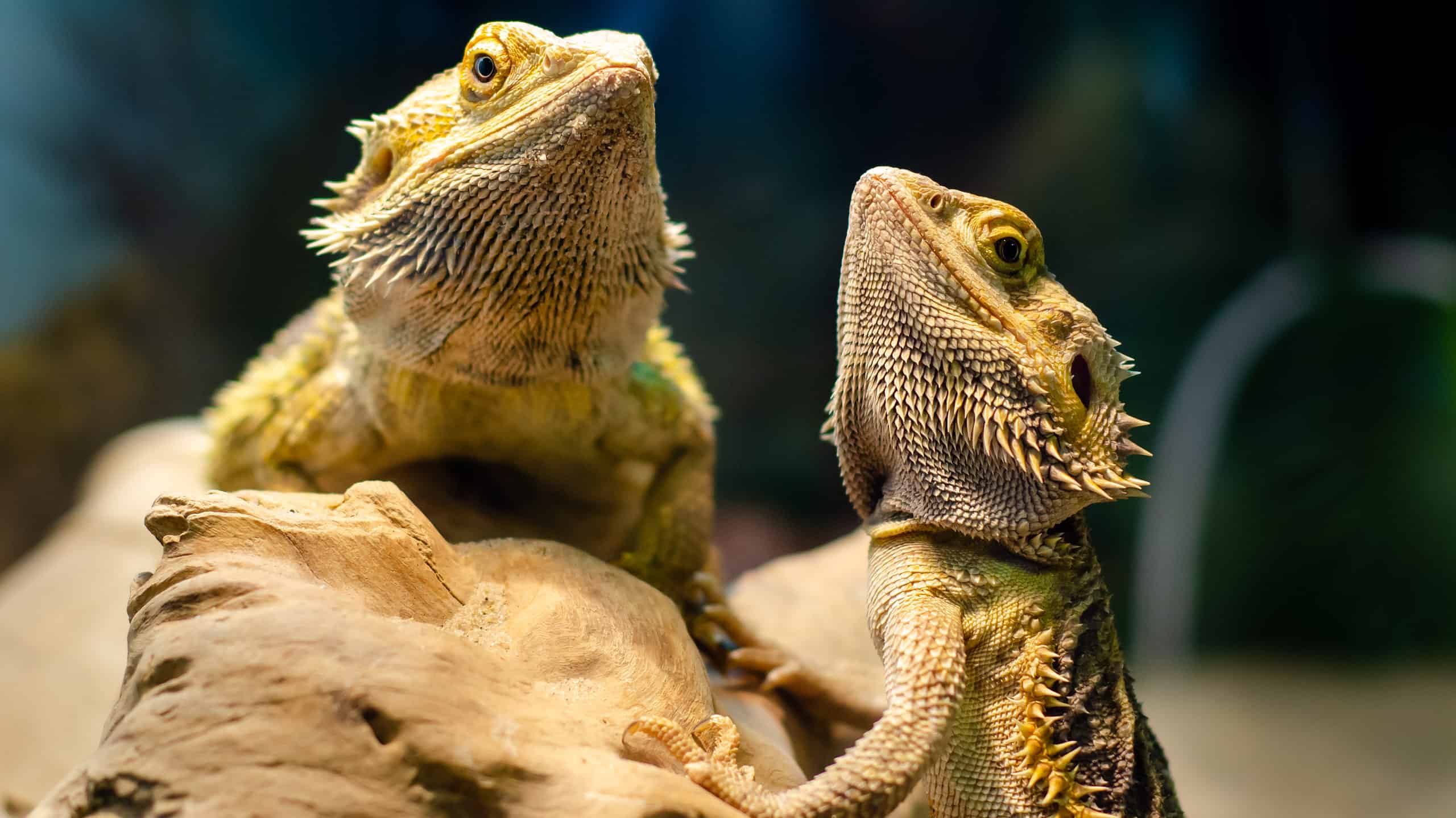 The Cheapest Pet Reptiles – The 12 Most Affordable Options