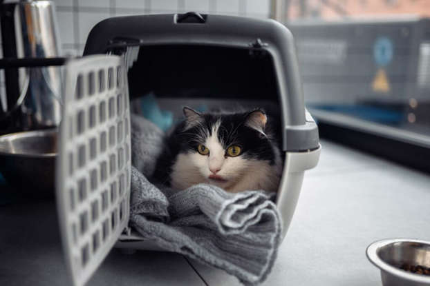 10 Tips to Win Over Your Cat 10 Tips to Win Over Your Cat