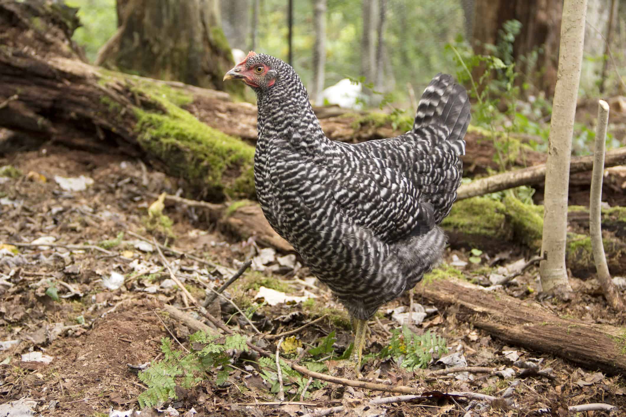 10 of the Biggest Chicken Breeds in the World