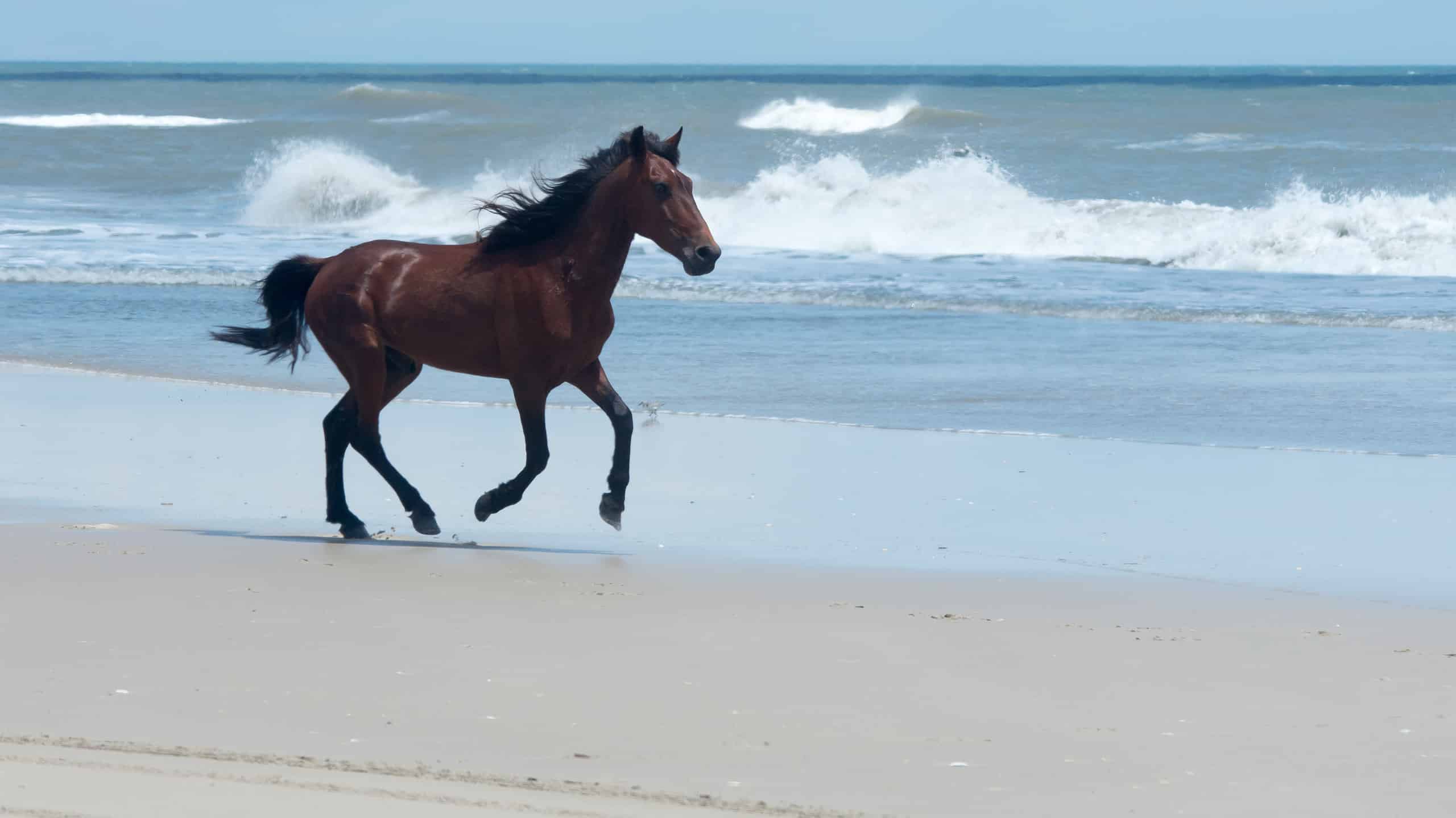 Like Out of a Movie Scene, Wild Mustangs Run Free in These U.S. States
