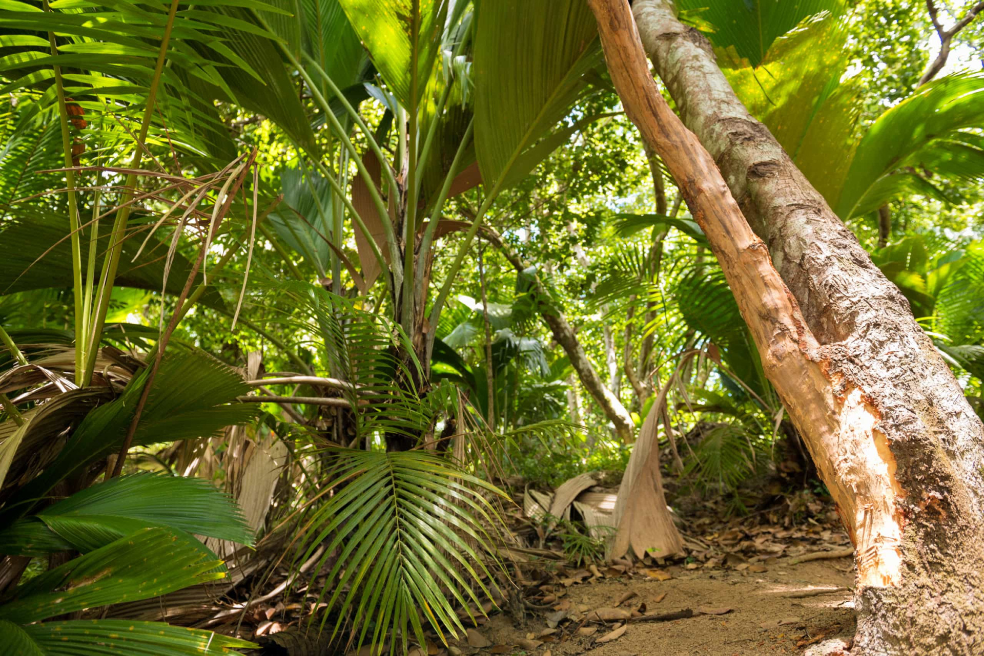 À quoi ressemblent ces aliments avant leur récolte