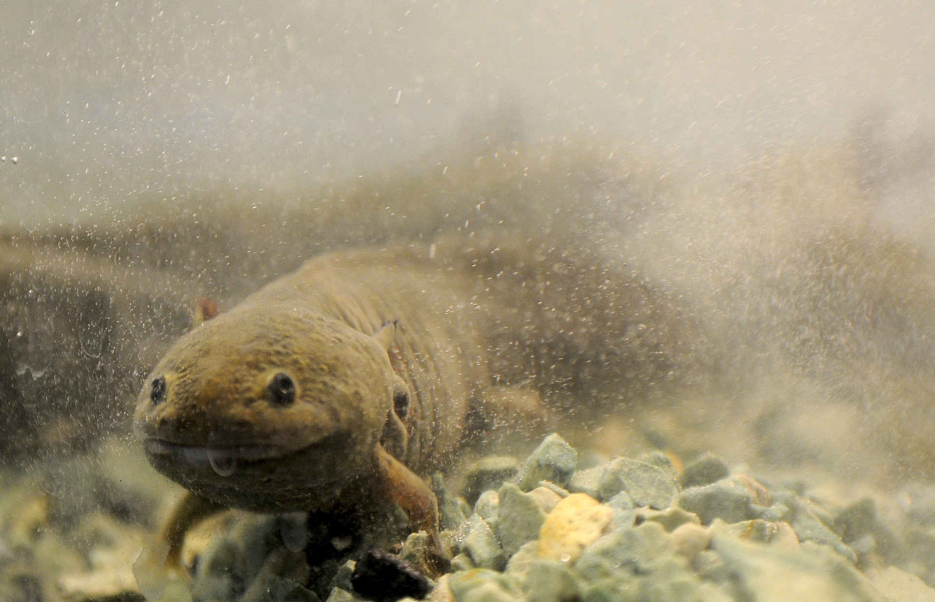 L’Axolotl: un ovni aquatique en voie d'extinction