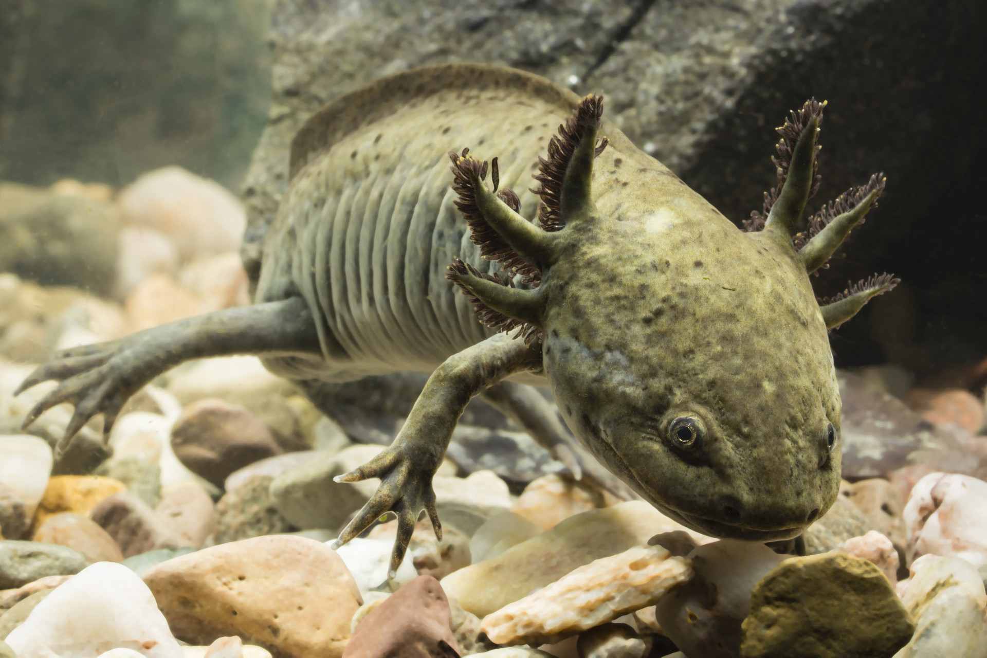 L’Axolotl: un ovni aquatique en voie d'extinction