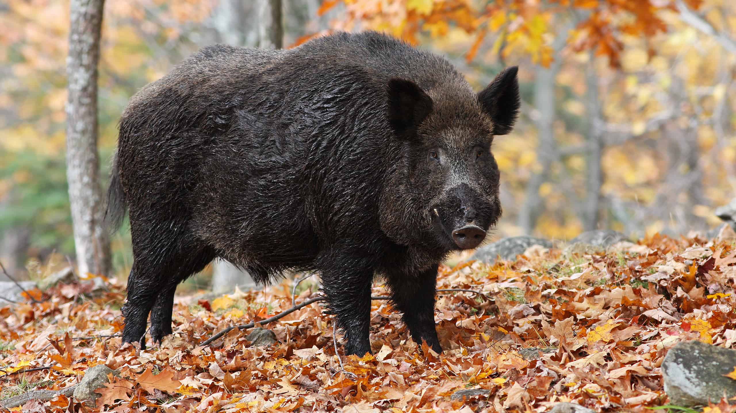 Feral Hogs Are a Growing Menace in the U.S.
