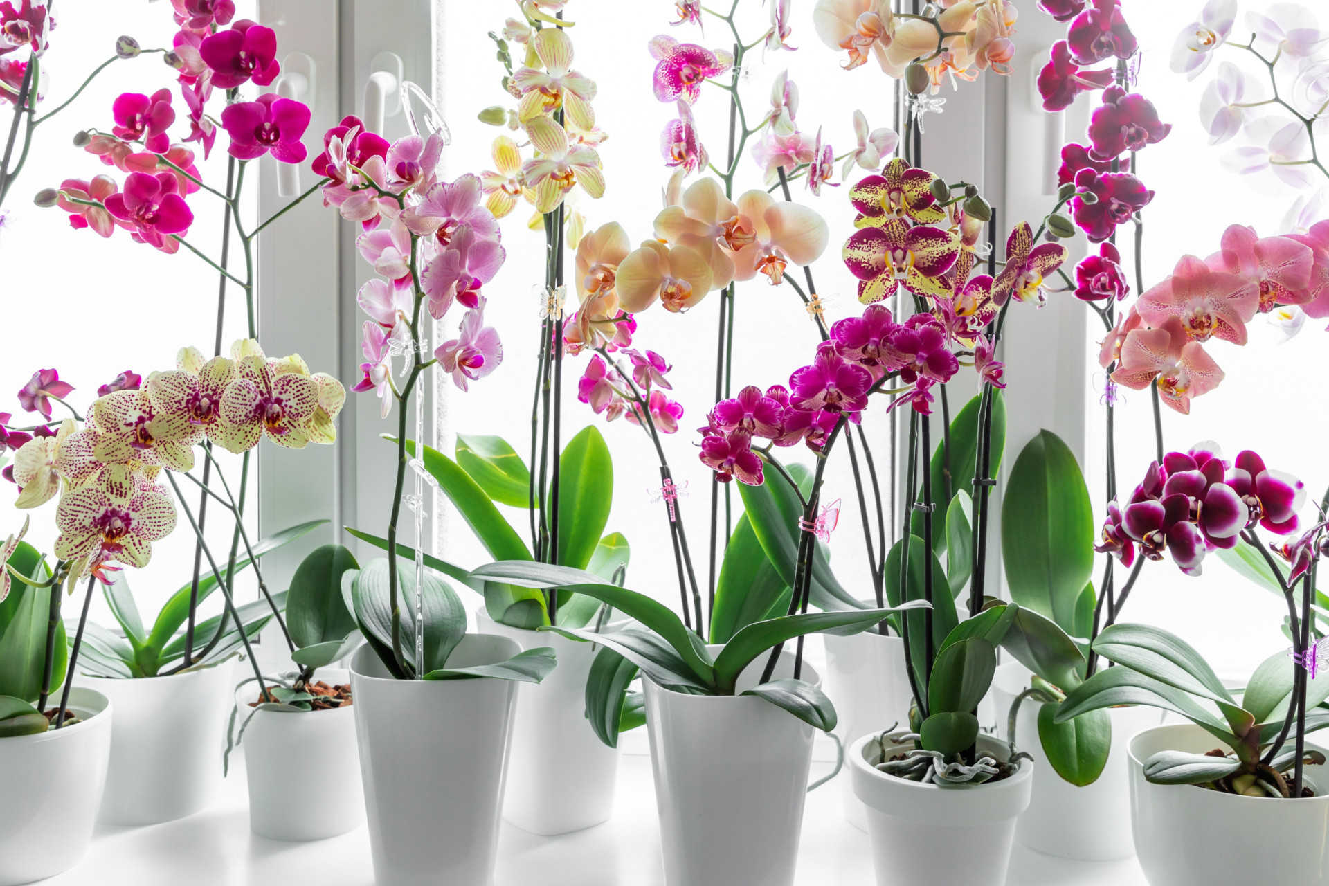 30 good luck plants to bring fortune into your home