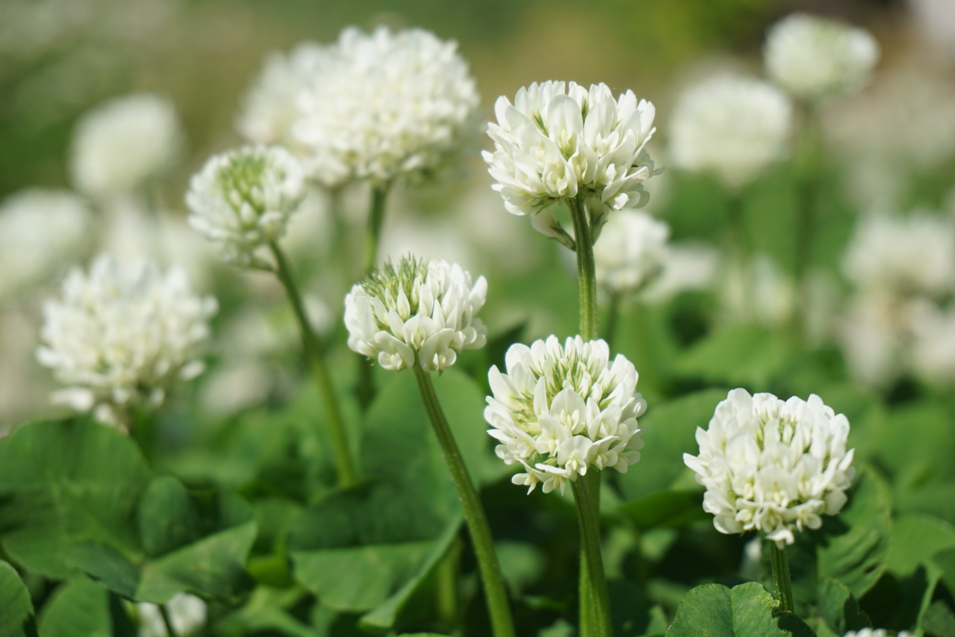 30 good luck plants to bring fortune into your home