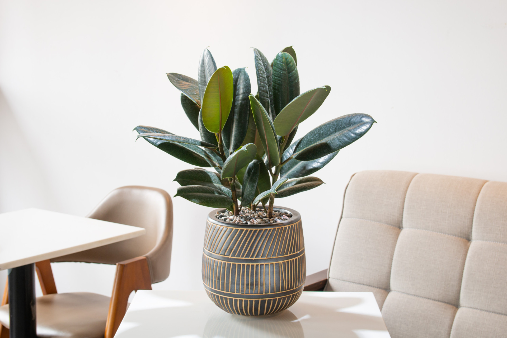 30 good luck plants to bring fortune into your home