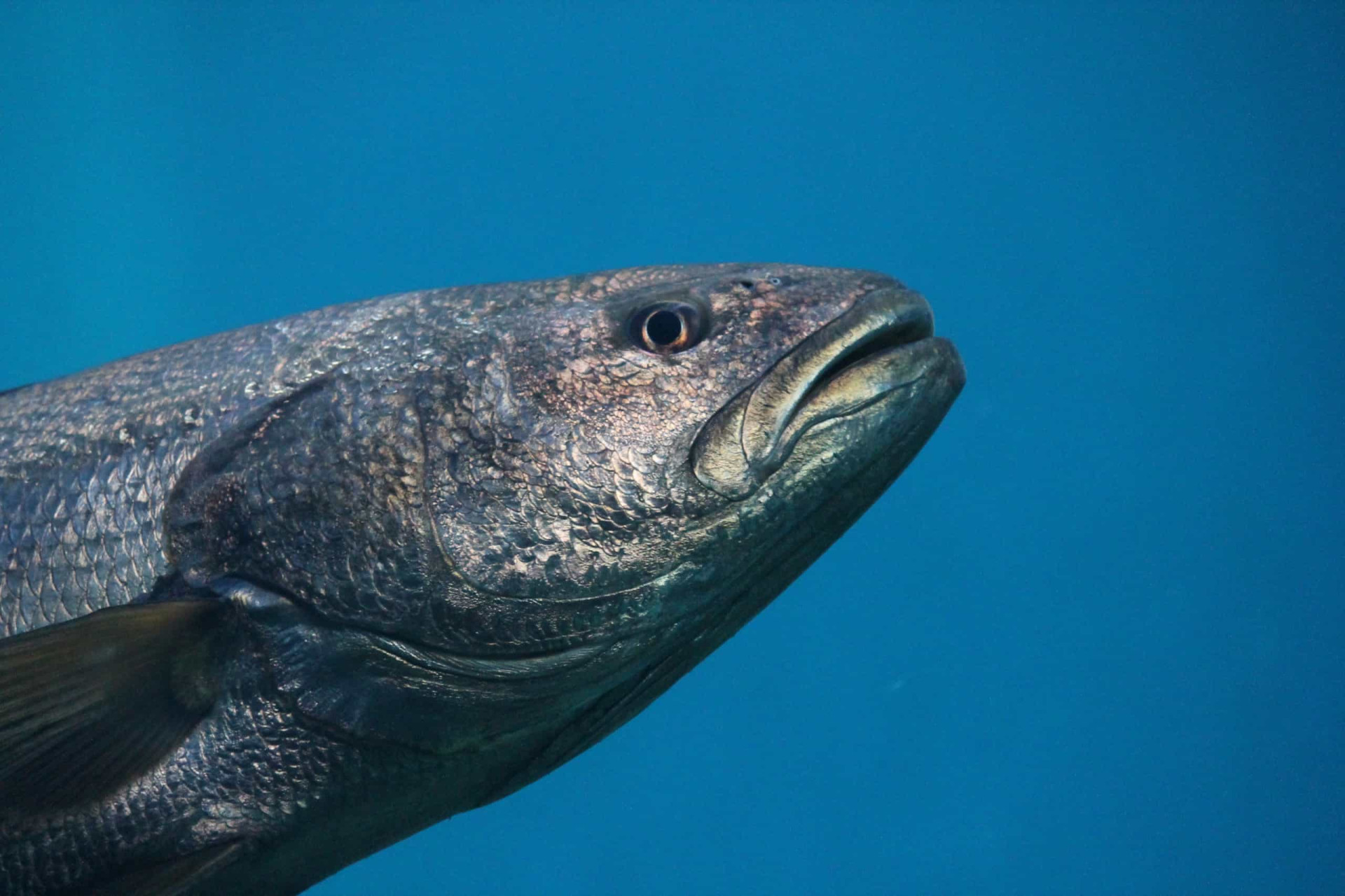 Is it still safe to eat tuna?