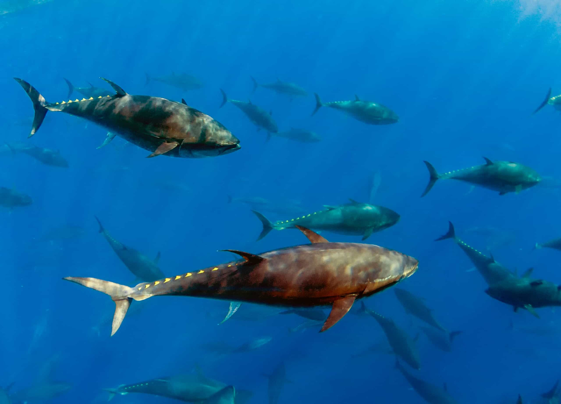 Is it still safe to eat tuna?